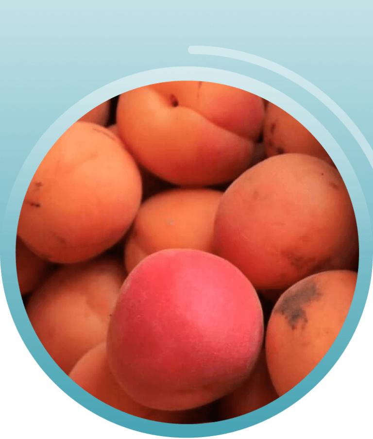 CalFresh - Spanish - Food Now Program